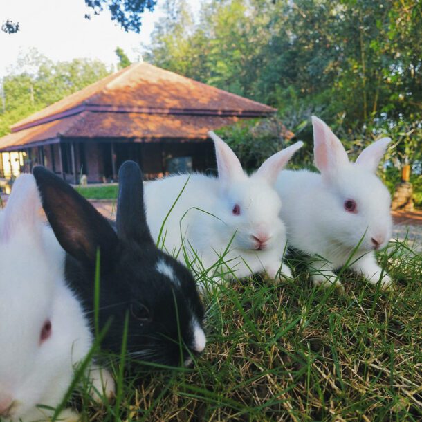 Things to do – Anantya Luxury Resorts | Resorts in Tamil Nadu